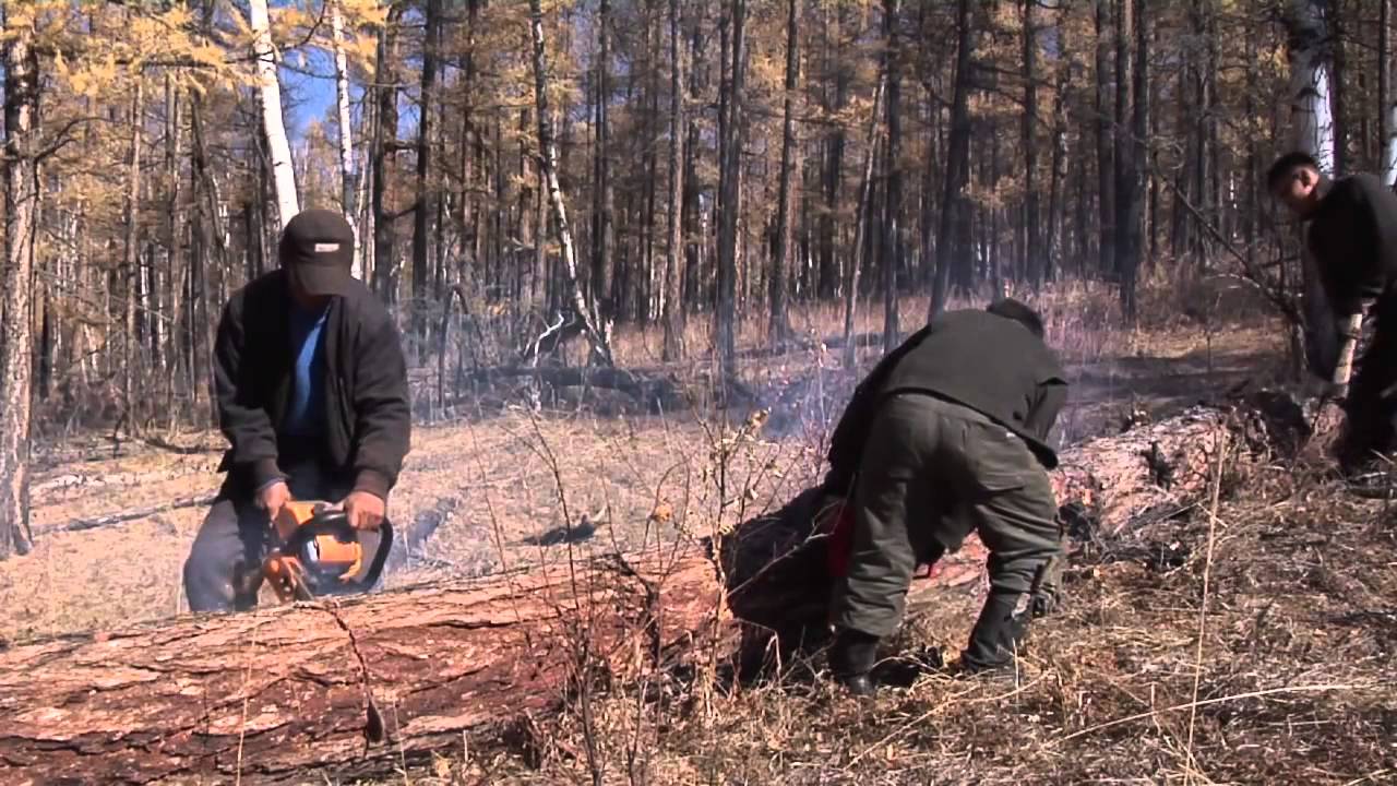 Protecting forests to preserve livelihoods - YouTube