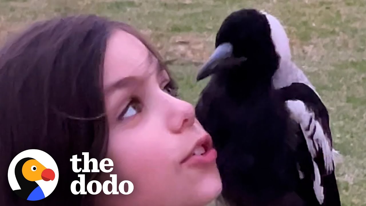 9-year-old Is Best Friends With A Wild Magpie | The Dodo - YouTube
