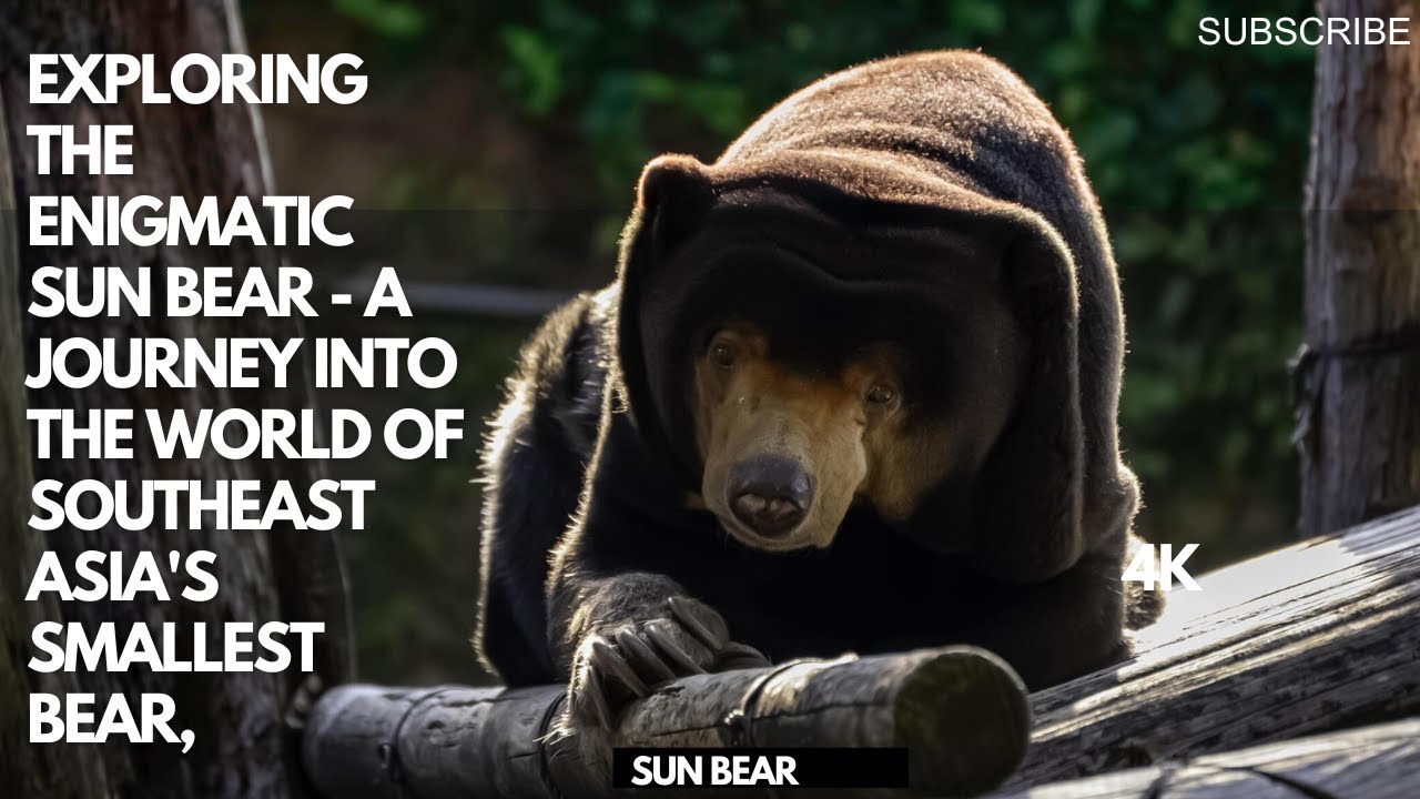 Exploring the Enigmatic Sun Bear - A Journey into the World of ...