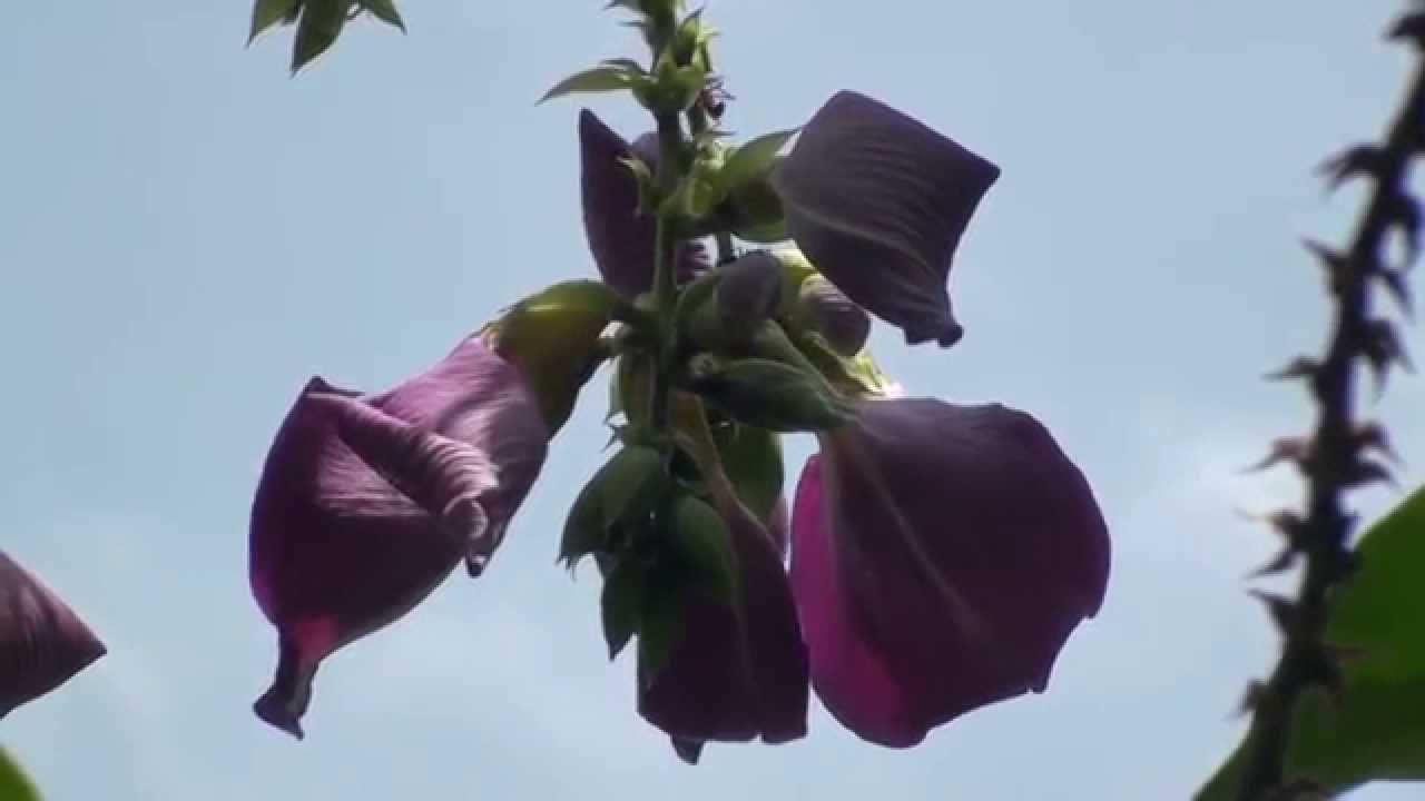 Clitoria arborea Butterfly Pea Tree - YouTube