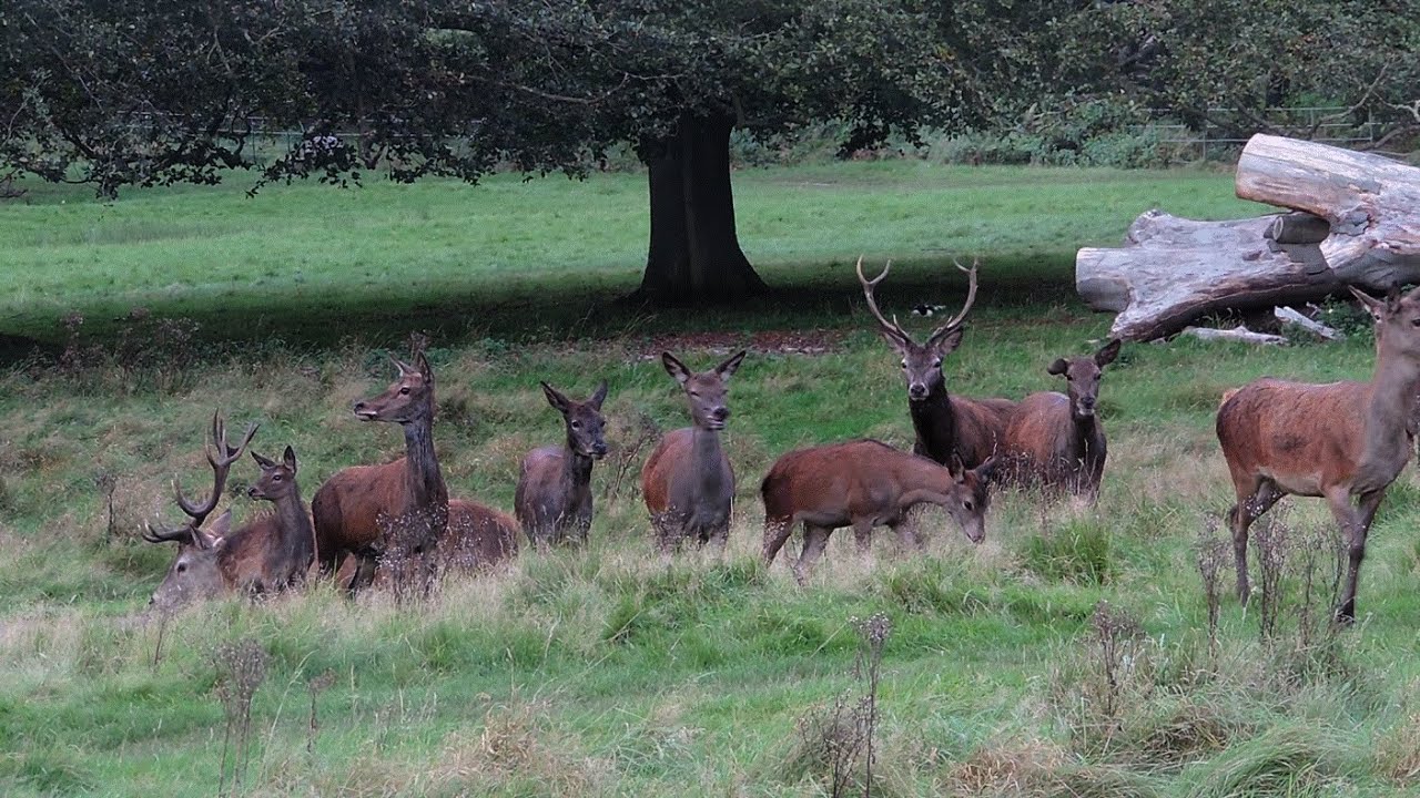 stags running with the hinds - YouTube