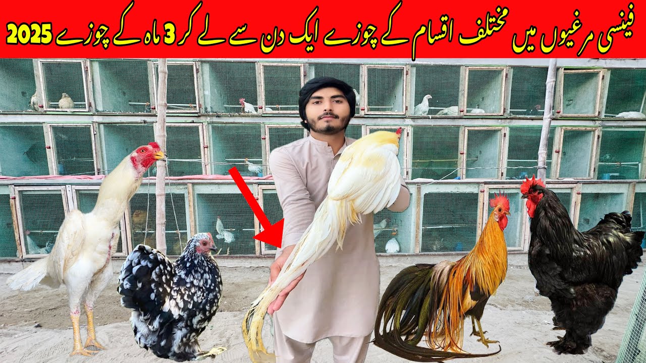 Fancy Hen different variety Chikes available || Fancy hen 1 day to 3 ...