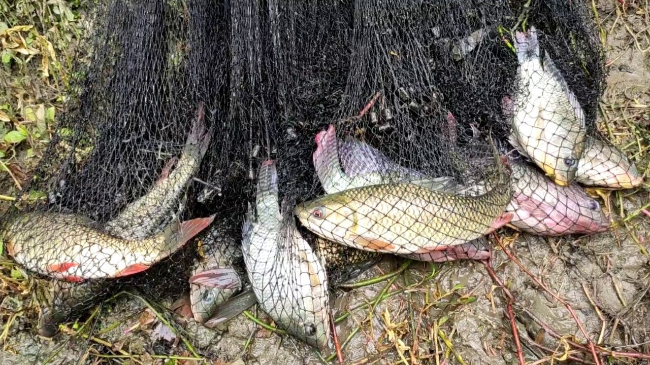 How To Cast A Cast Net | How To Throw A Cast Net | Cast Net Throwing ...