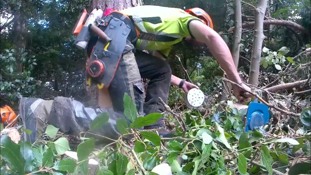felling Scots pine using Norwood tree jack. - YouTube