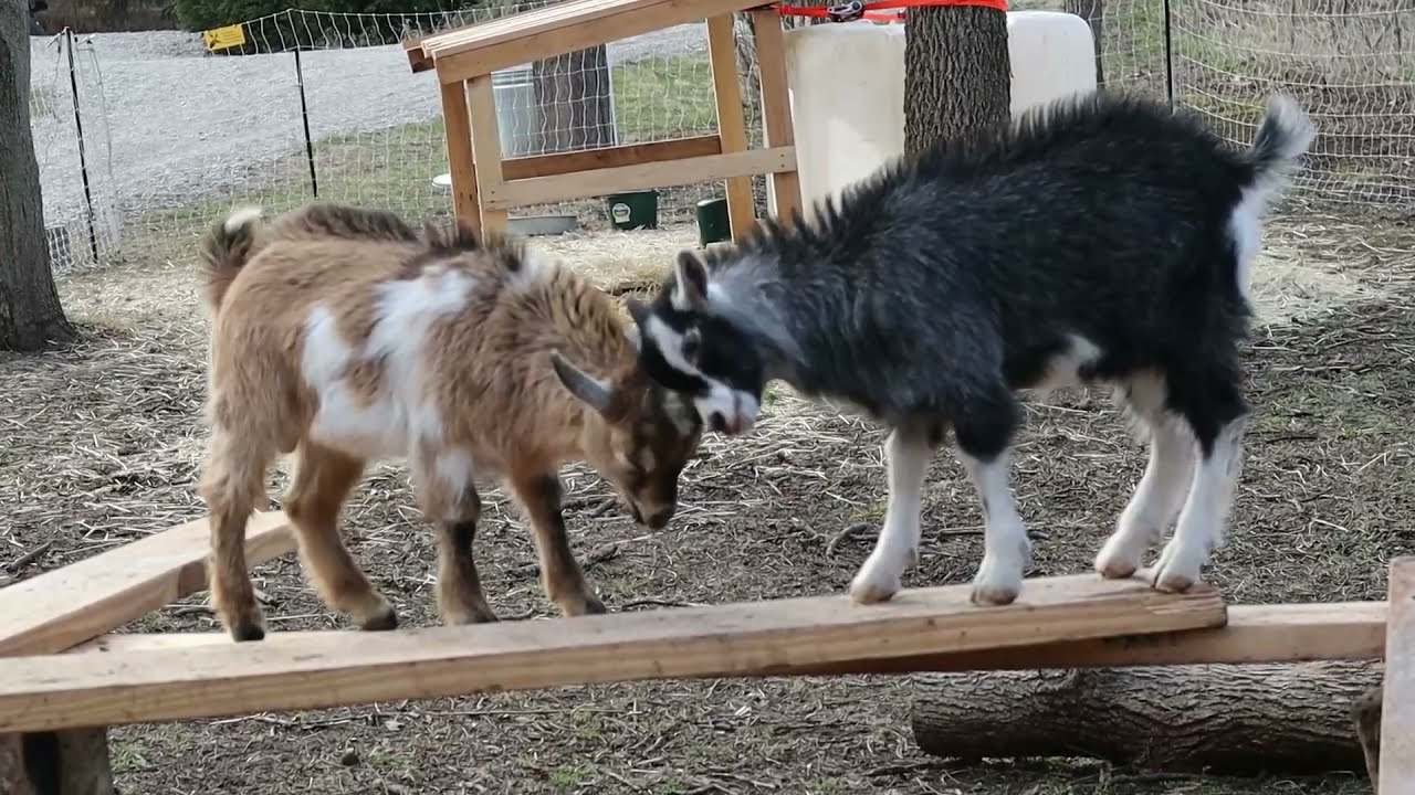 If You Love Goats This Video Is For You - YouTube