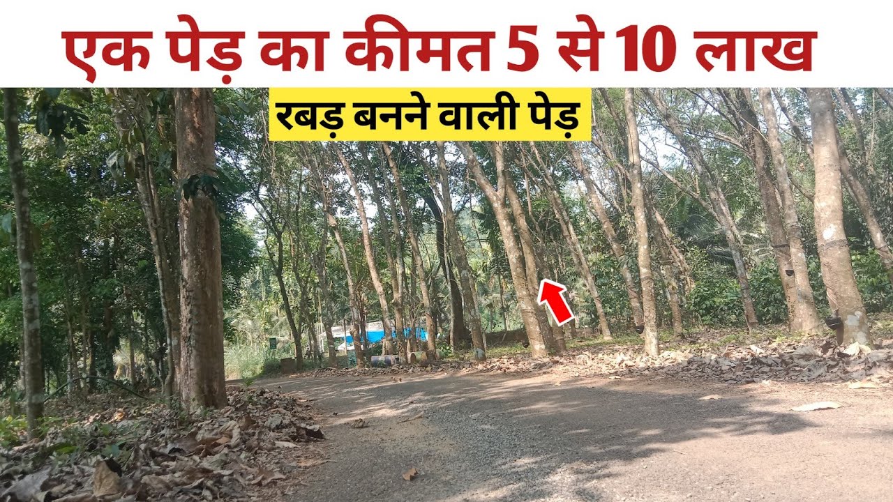 Rubber Banne Wali Ped | Ek Ped ka kimat 5 se 10 lakh 💸 - YouTube