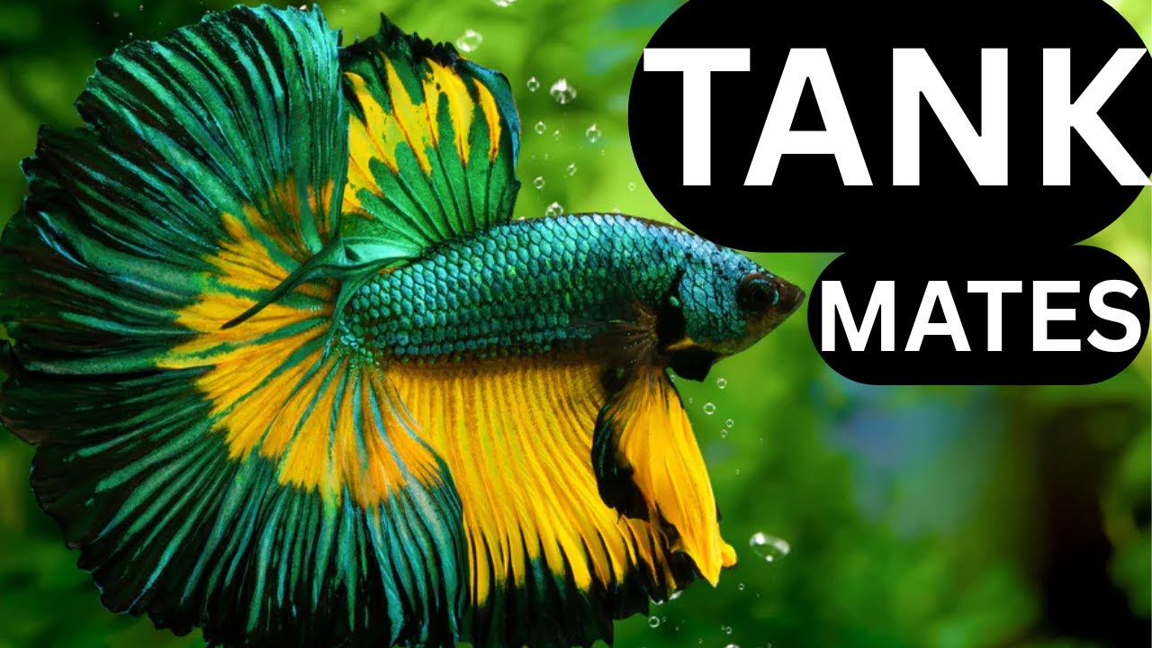 Top 7 Tank Mates For Betta |Top 7 Best Betta Tank Mates You Can Try ...