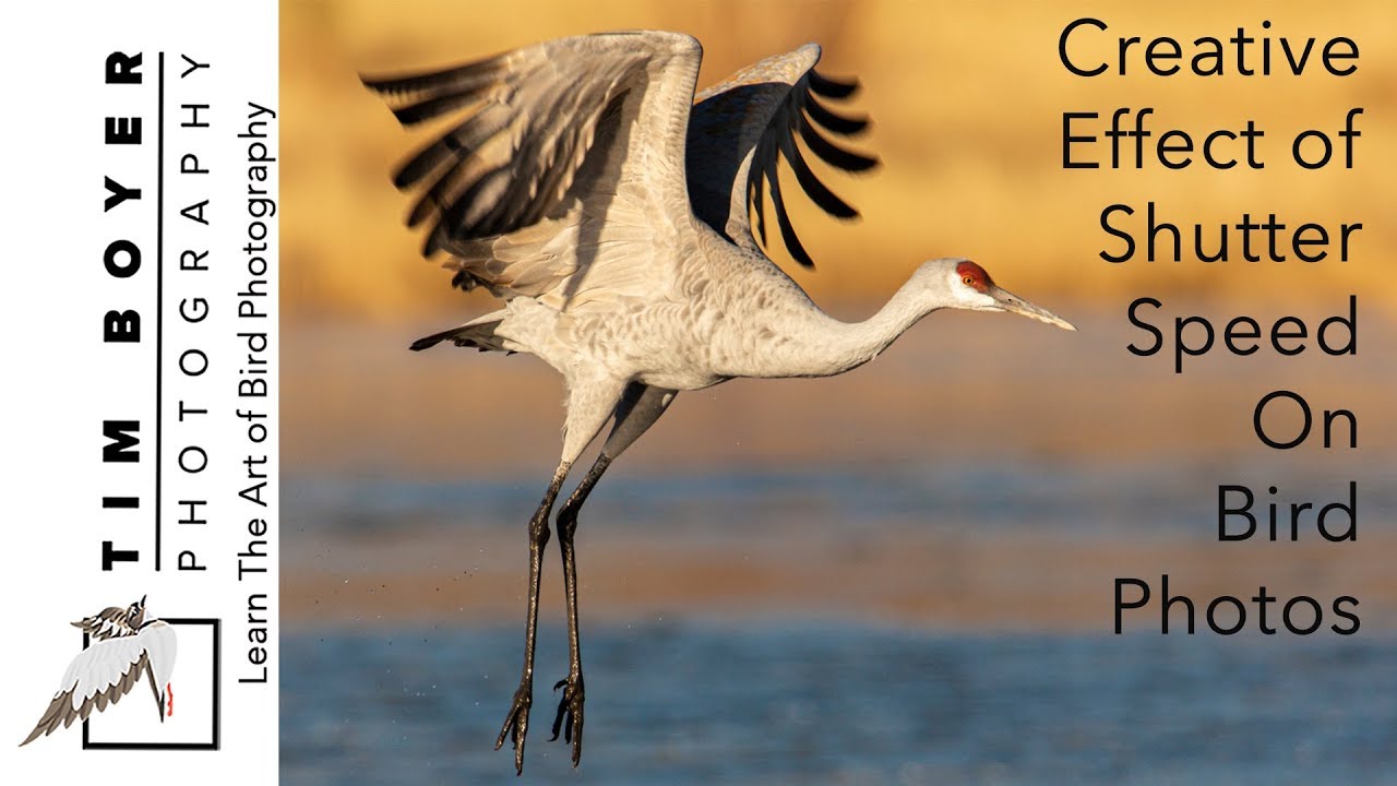 The Creative Effects of Shutter Speed on Bird Photography - YouTube