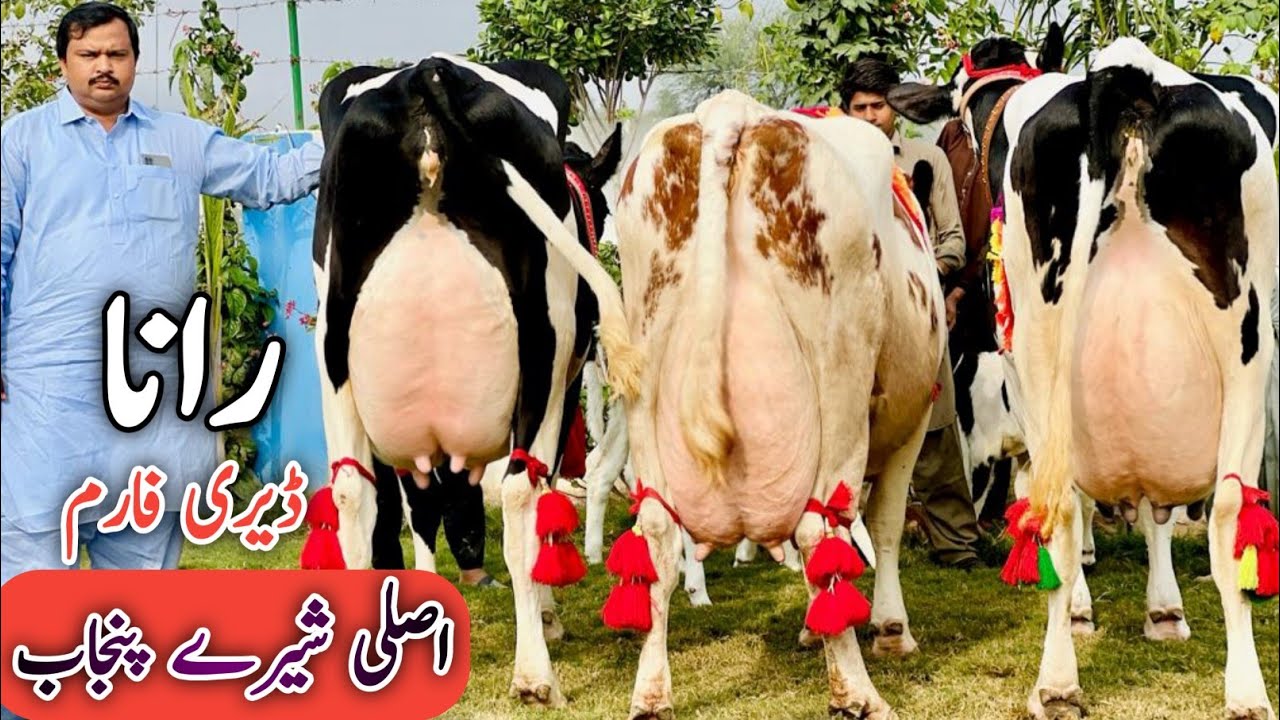Rana Dairy Cows Farm | Big Dairy Cows in punjab Pakistan | Red Friesian ...