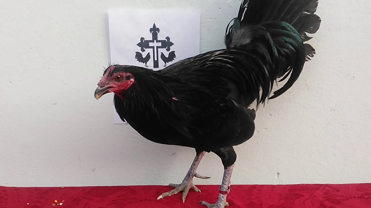 GALLO SID TAYLOR - YouTube