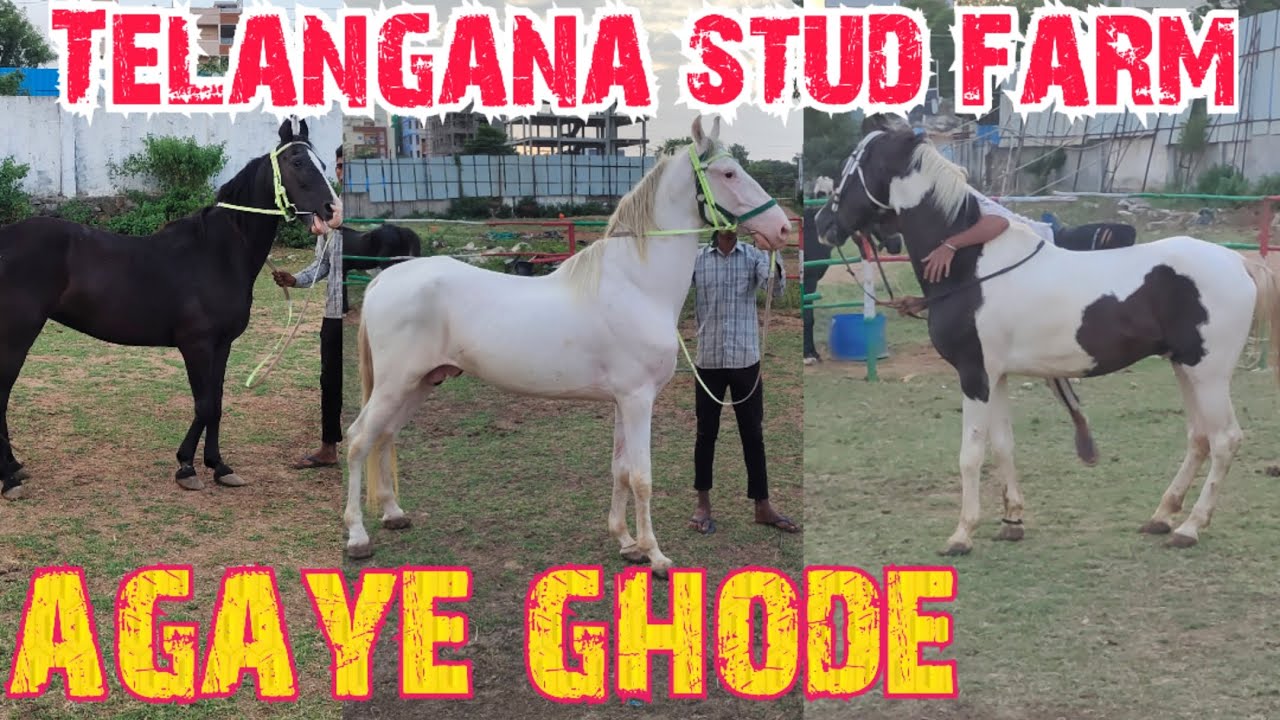 nukra ghoda | white horse | stallion horses and mare ghodiya available ...