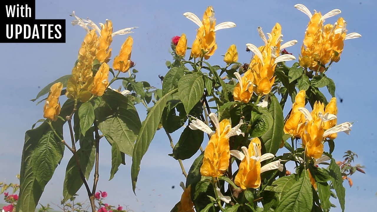 GROW Stunning Lollipop Plant At Home EASILY With ALL CARE TIPS - YouTube