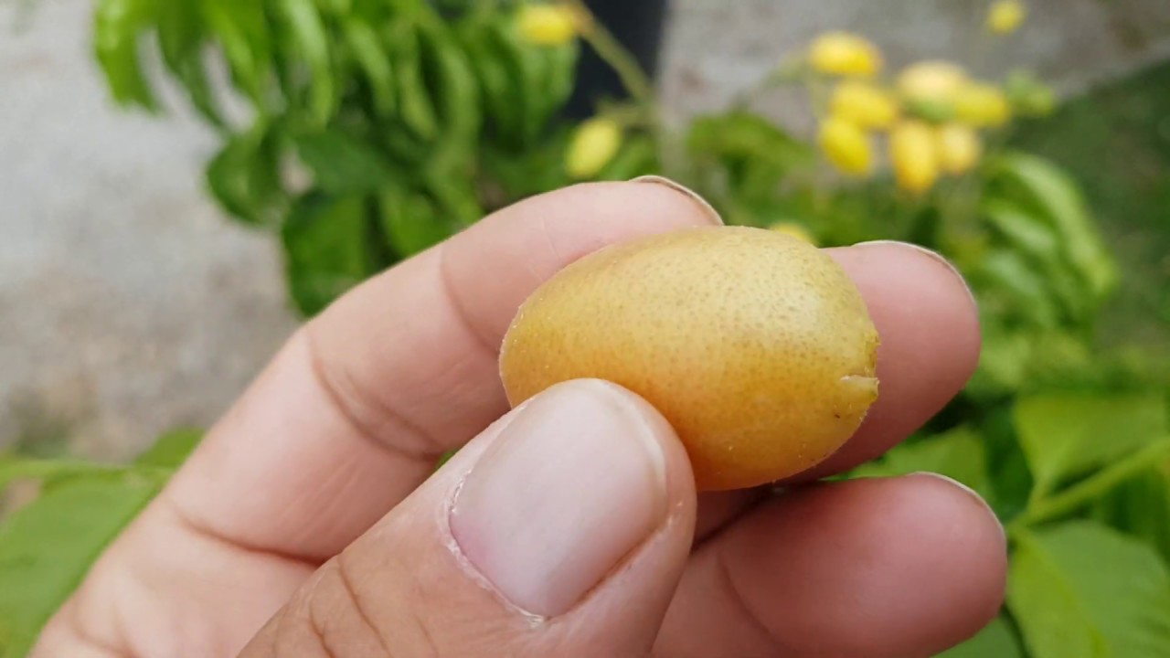 Exotic Wampee tastes like Orange + Spice - YouTube