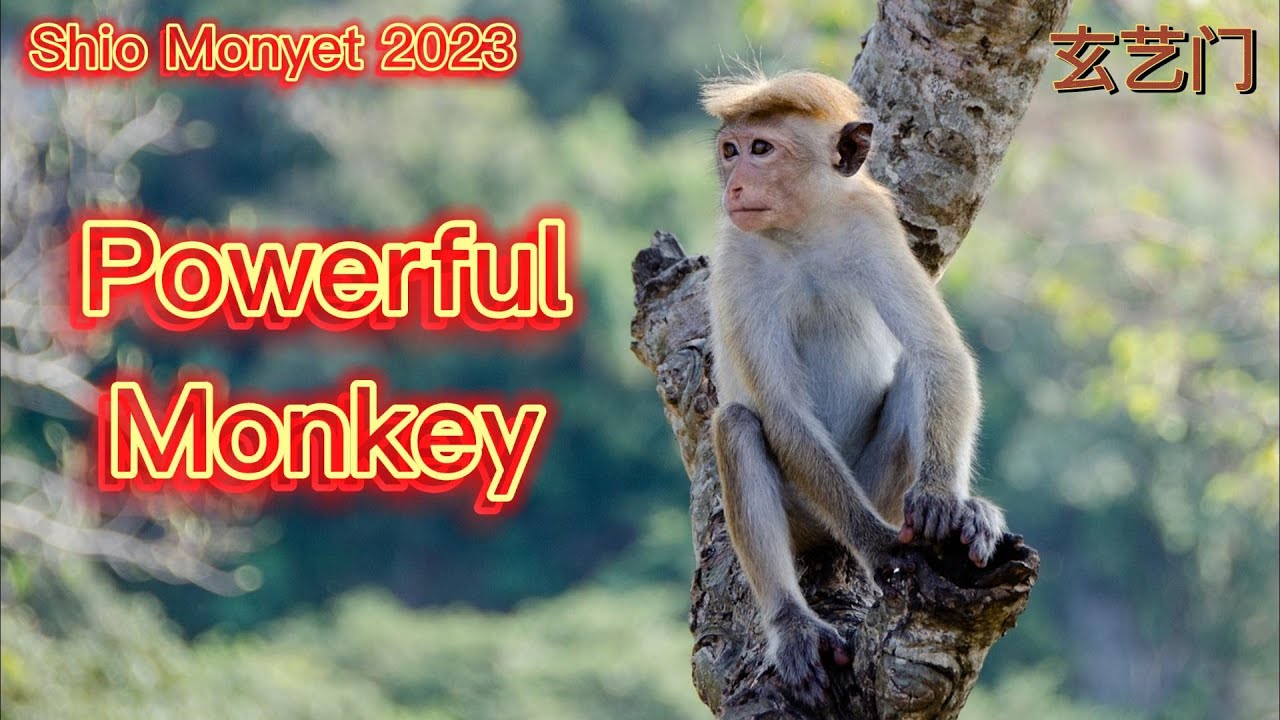 Powerful Monkey. Shio Monyet 2023 - YouTube