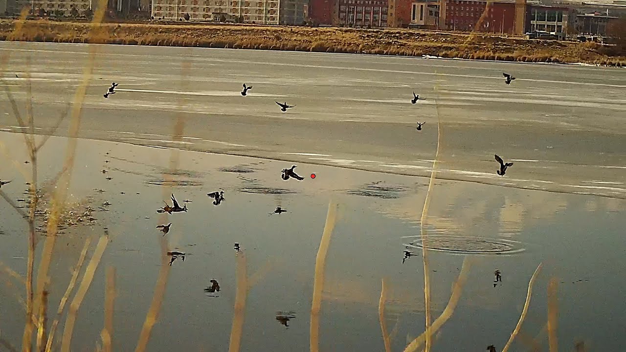 EFSANE SHOTKAM VURUŞLARI ,TAVŞAN AVI, KEKLİK AVI ,Duck Hunting ...