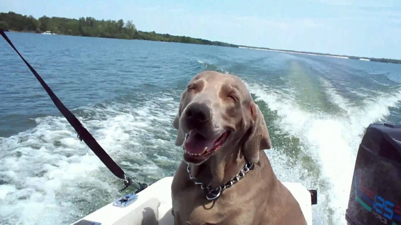Worlds Coolest Dog on a speed boat, nuff said - YouTube