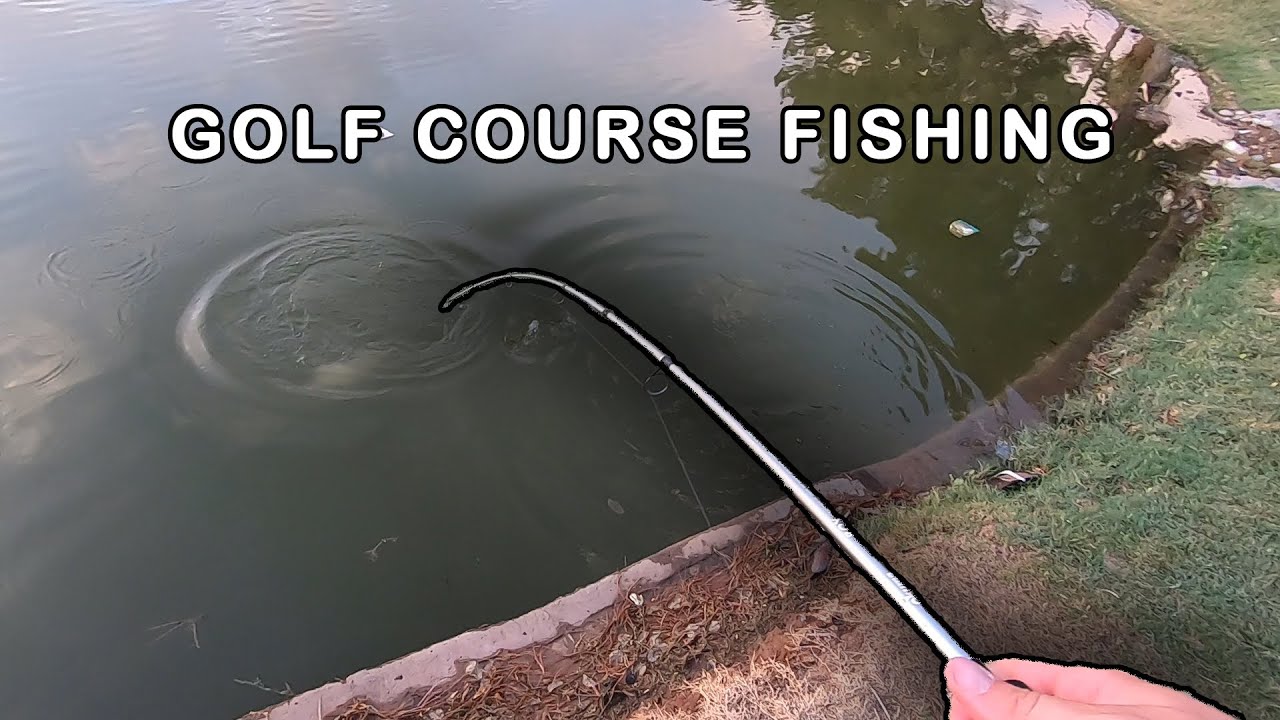Fishing Arizona urban golf course for anything that bites! - YouTube