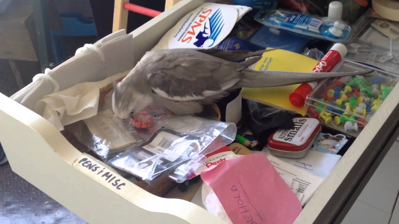 Playful cockatiel Captain throwing things overboard - YouTube