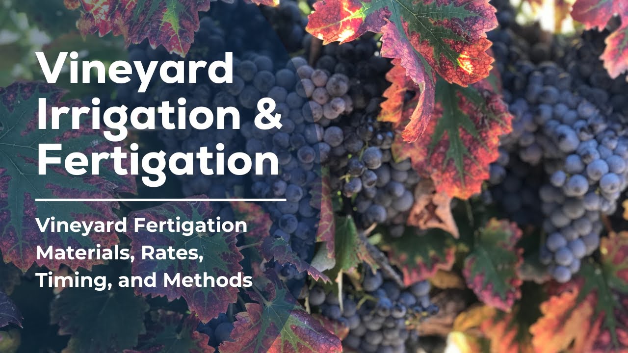 Vineyard Fertigation Materials Rates Timing Methods GG - YouTube