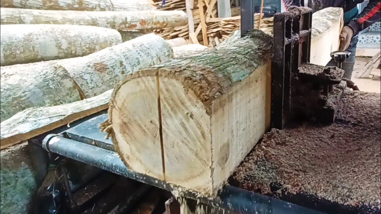 hibiscus wood, proses penggergajian kayu waru - YouTube