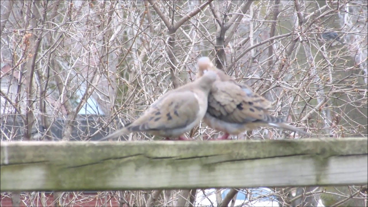 Mourning Doves --- mating ritual - YouTube