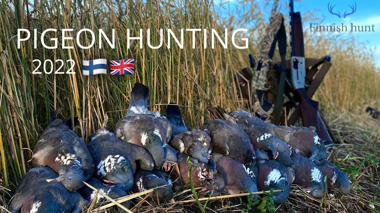 Kyyhkyn metsästys 2022 - Finnish Hunt - YouTube