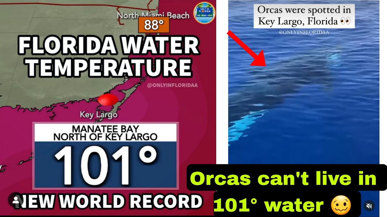 Florida Underwater Memes