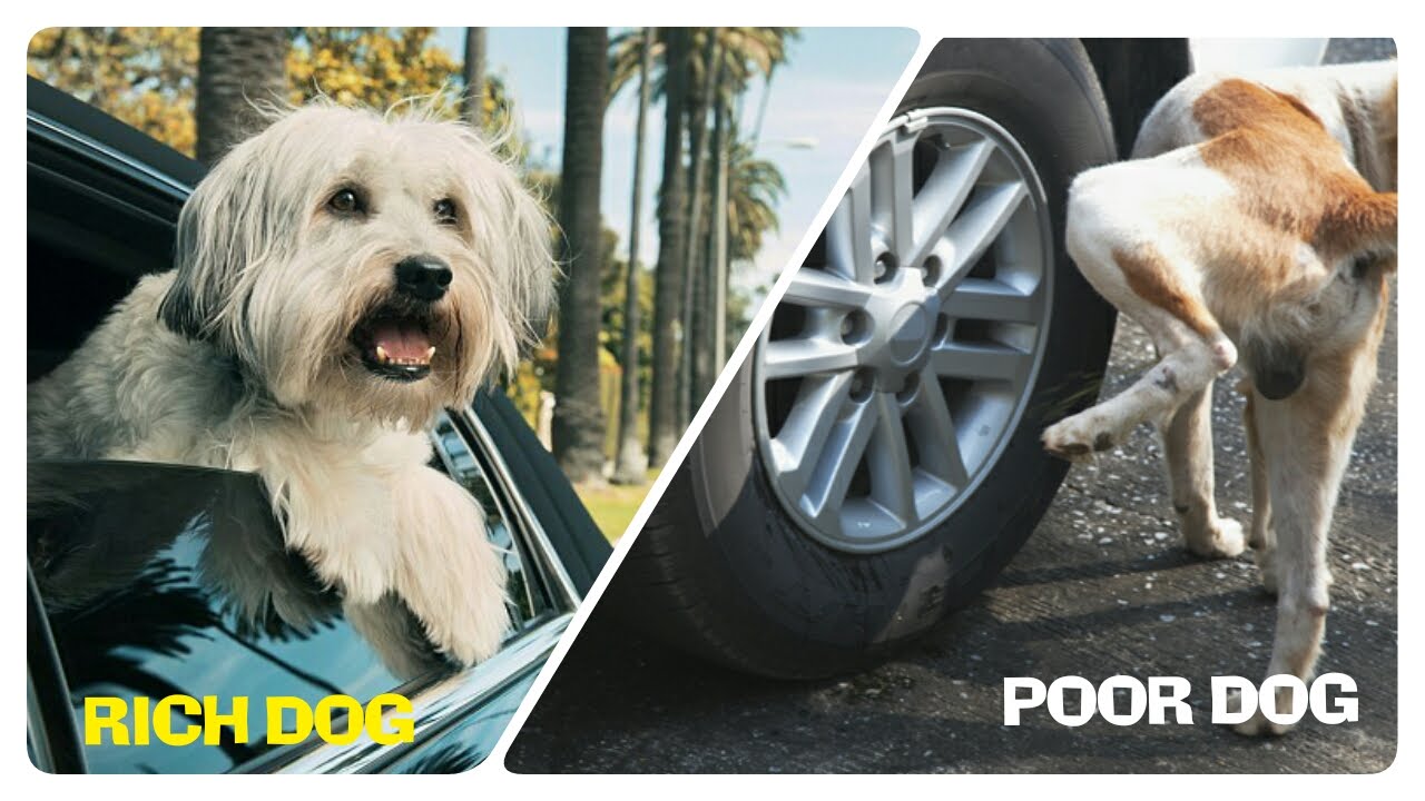 Rich Dog Vs Poor Dog - YouTube