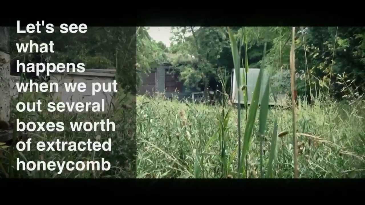 Honeybee Robbing Behavior - Levac Apiaries - YouTube