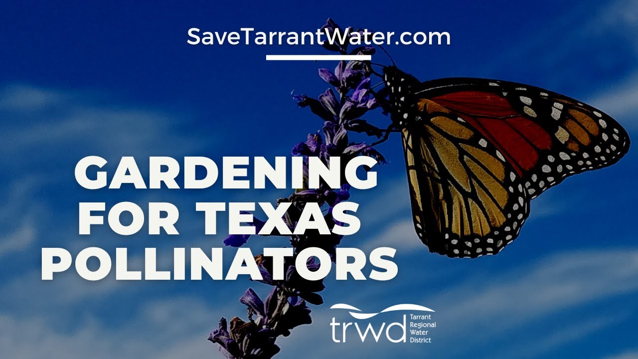 Gardening for Texas Pollinators - YouTube