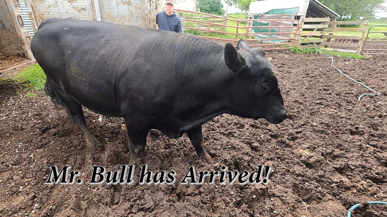 Bull Arrives Early: Still Waiting to Bale Hay - YouTube
