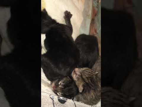 Shadow’s Kittens - Big Yawn!