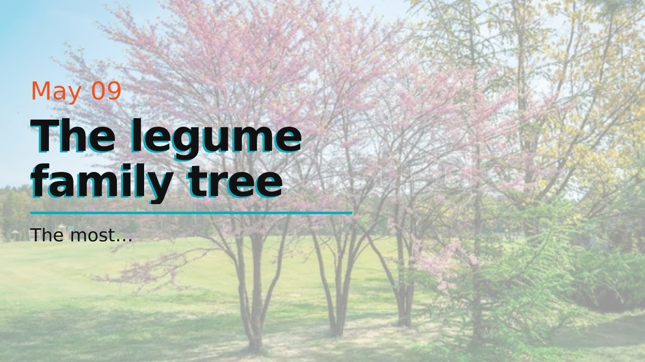 The legume family tree - YouTube