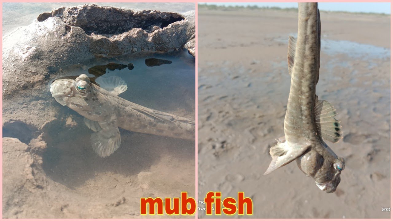 Mud fish This fish lives mostly in the soil in the sea.||समुद्र में ...