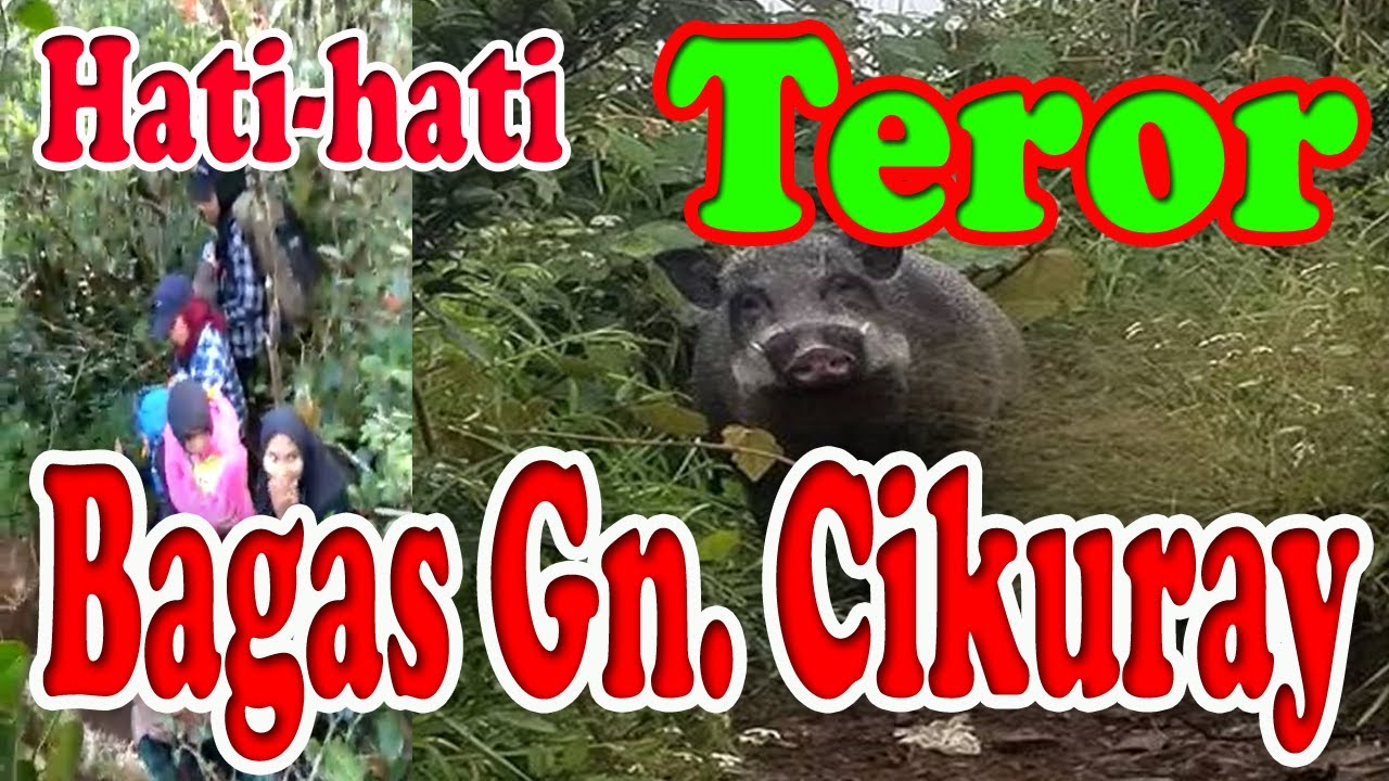 Babi Ganas Gunung Cikuray | Ketemu Babi Ganas Gunung Cikuray 😱😱 - YouTube