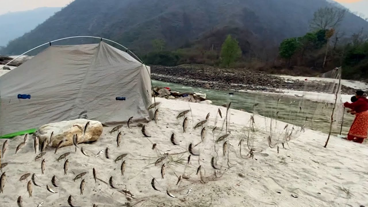 Koshi Ghurmi Fishing Plenty of Fish. (Catch & Cook). कोशी जाल भरि माछा ...