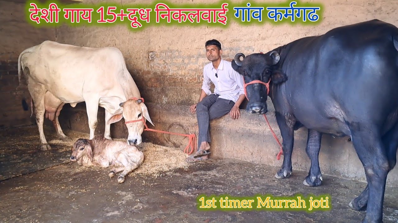 देसी गाय Begast Butyfull cows !!1st timer Murrah joti 20+Milk dasi Gia ...