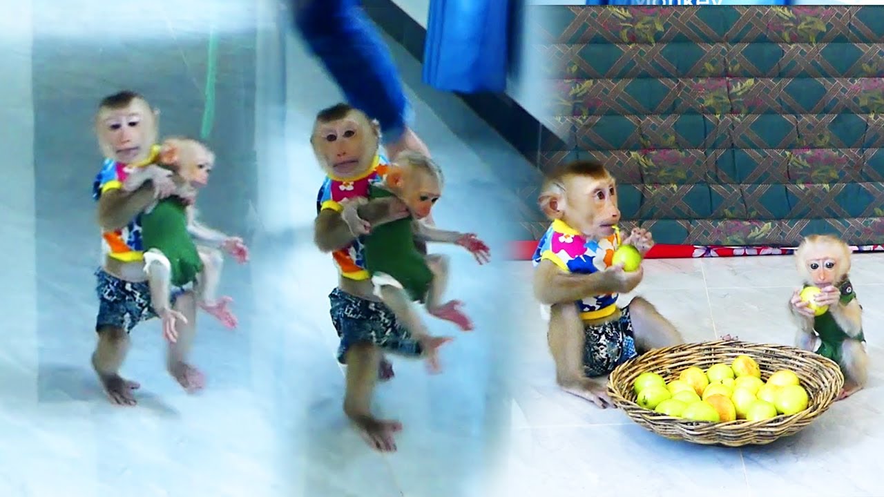 Small Molly Holding Smallest CC To Get Jujube , CC Cannot Eat Jujube ...