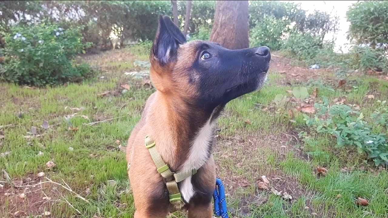 Introducing Rex my Malinois Cute Dog ( Exploring ) - YouTube