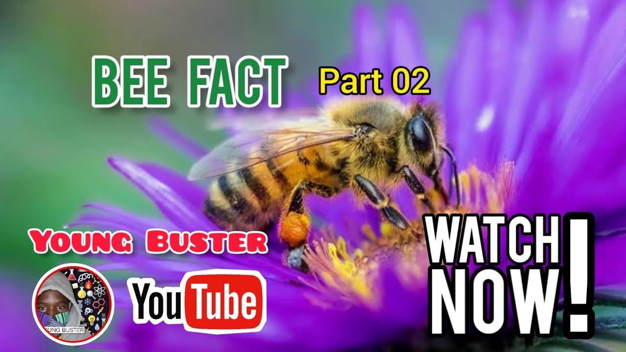 Animal Fact Episode 11 "Beyond the Hive: Exploring Extraordinary Bee ...