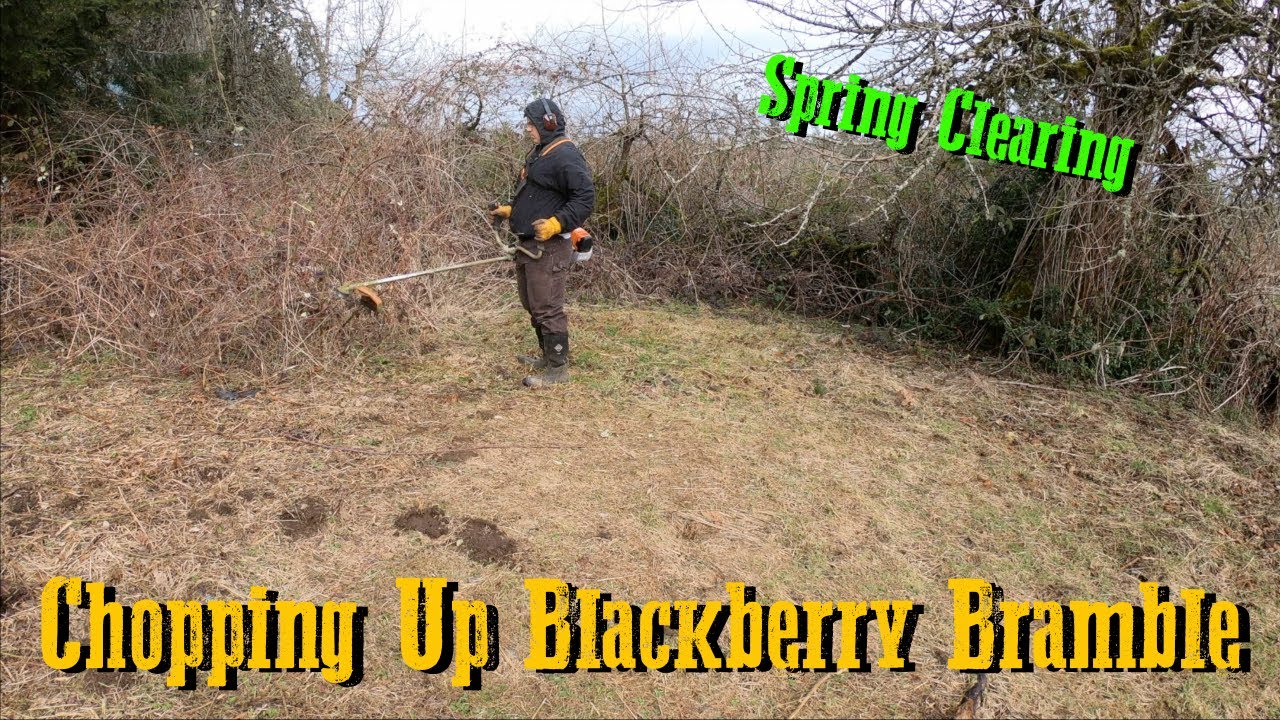 Quick Blackberry Clearing with Stihl Brush Cutter | Stihl FS 131 #Stihl ...