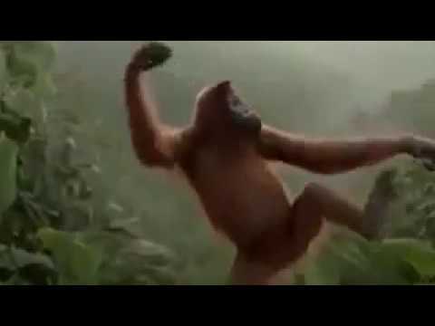 Ketek goyang dijamin ngakak