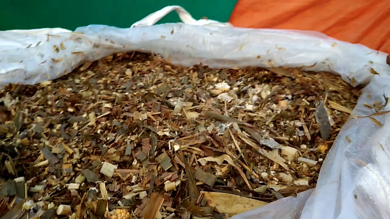 Murghas part 1 - YouTube