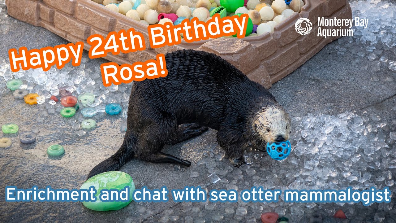 Happy 24th Birthday, Rosa! | Shellebratory enrichment and chat with sea ...