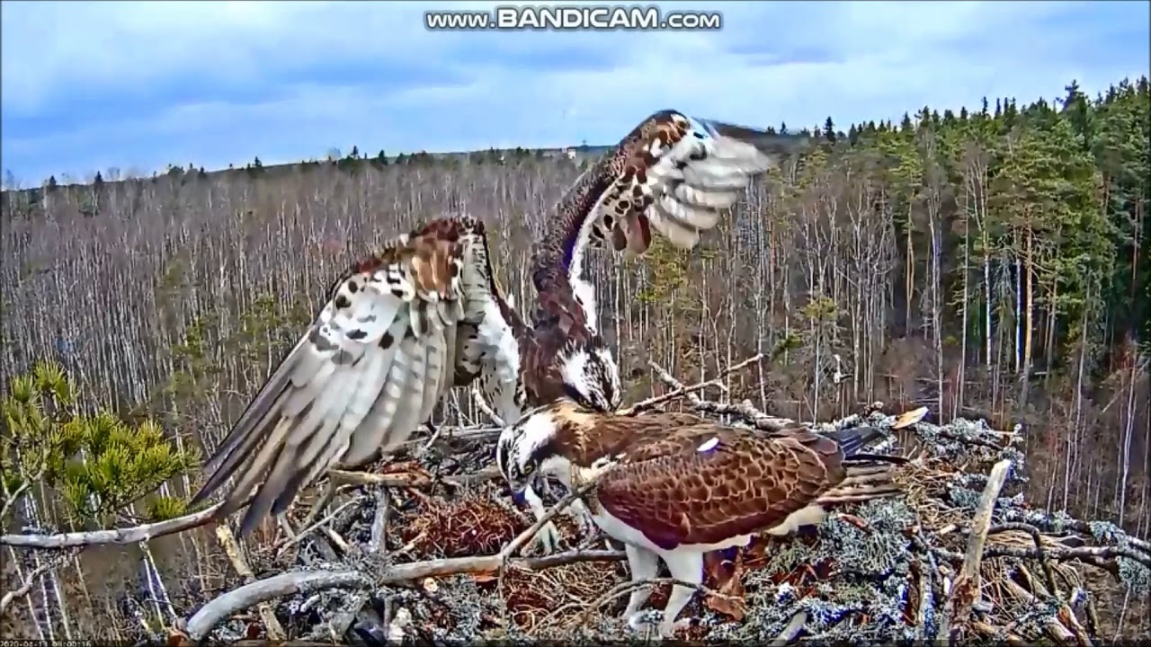Kalakotkas::Pandion haliaetus - YouTube