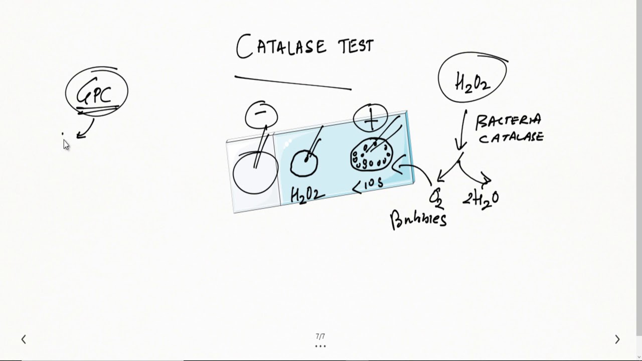 Catalase test: 2 Minutes Microbiology Laboratory Methods Tutorials: For ...