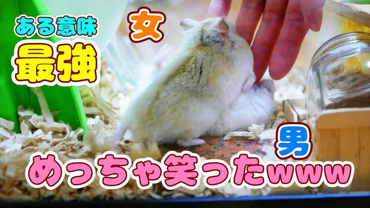 【おもしろ腹筋痛不可避】2度大爆笑! 最強(妻恐)ハムスターモワル Burst Out Laughing! The Strongest ...