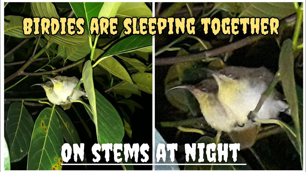 Birdie Couple Sleeping Together 😴 On Stem At Night 🥰 #birds #pets # ...