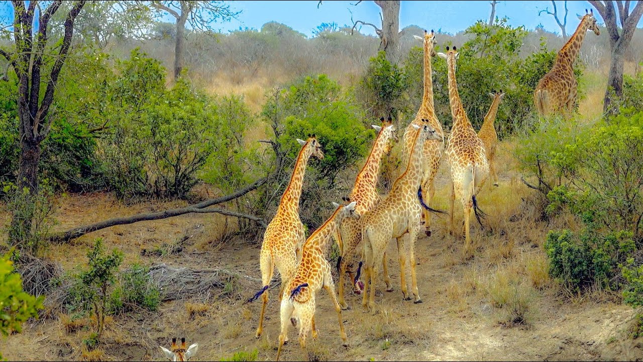 Burj Khalifa Imperial and Sears towers move in Africa - YouTube