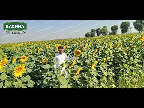 Hybrid Sunflower by Rachna Agri Business. AGSUN 5264 F1 - YouTube